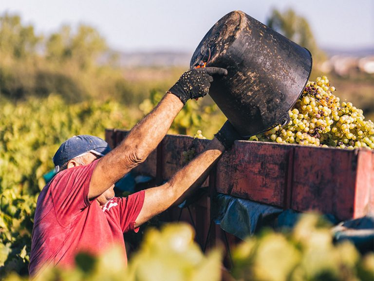 Inaugural Vintage of Cavas de Guarda Superior - Wine & Spirits Magazine