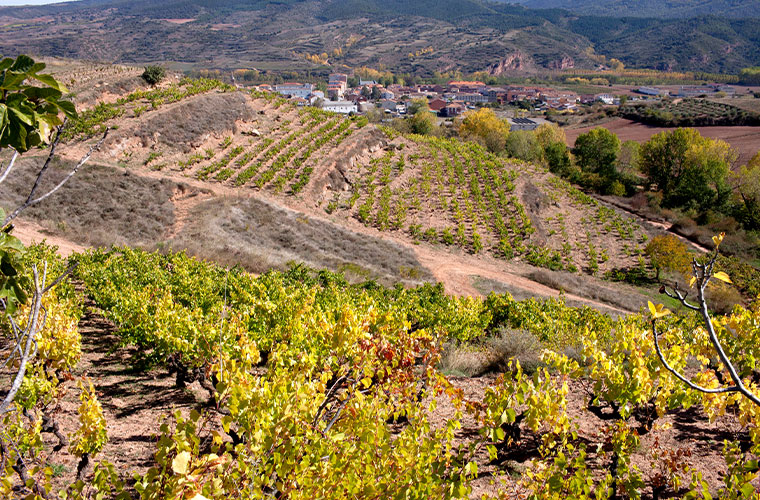 Vinos de Pueblo Approved in Rioja - Wine & Spirits Magazine